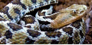 Serpientes - PestWeb | Veseris México